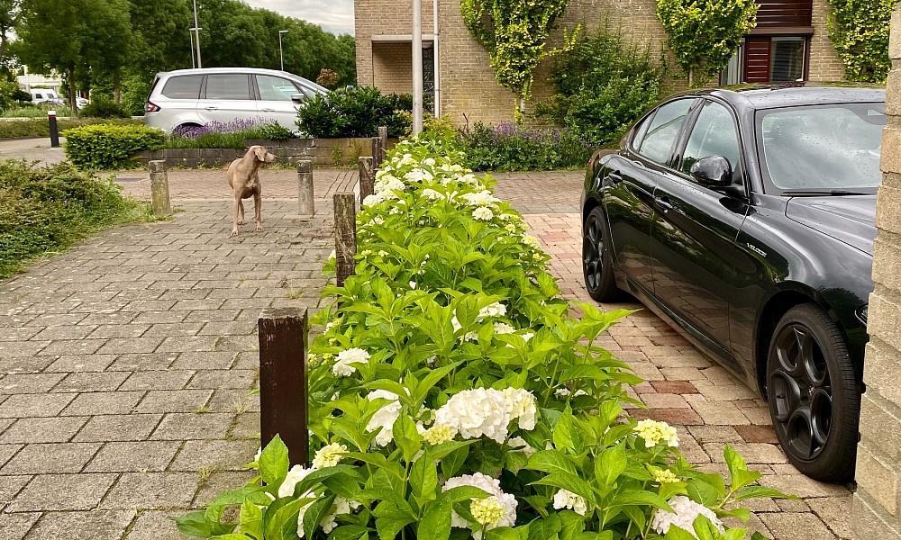 Border voortuin | New Urban Standard