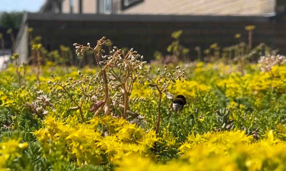 Waterbergend groendak | New Urban Standard